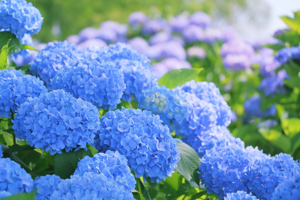 GitHub Copilotを使ったプログラム学習法 – MONO OCEAN